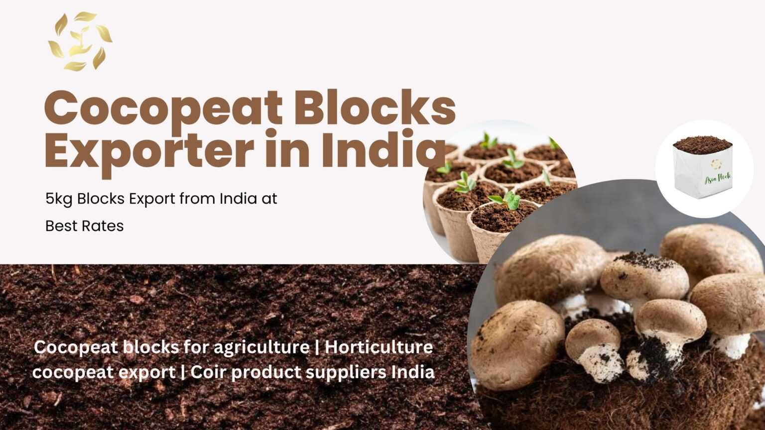 Export Quality Mangoes from India Today | Asia Flock