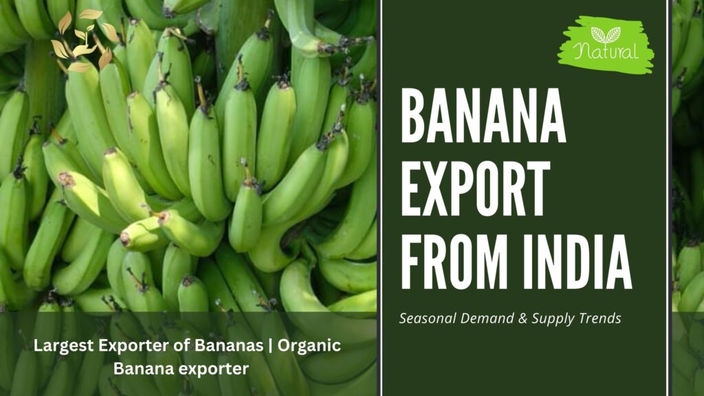 Banana Export from India: Leading the Global Trade