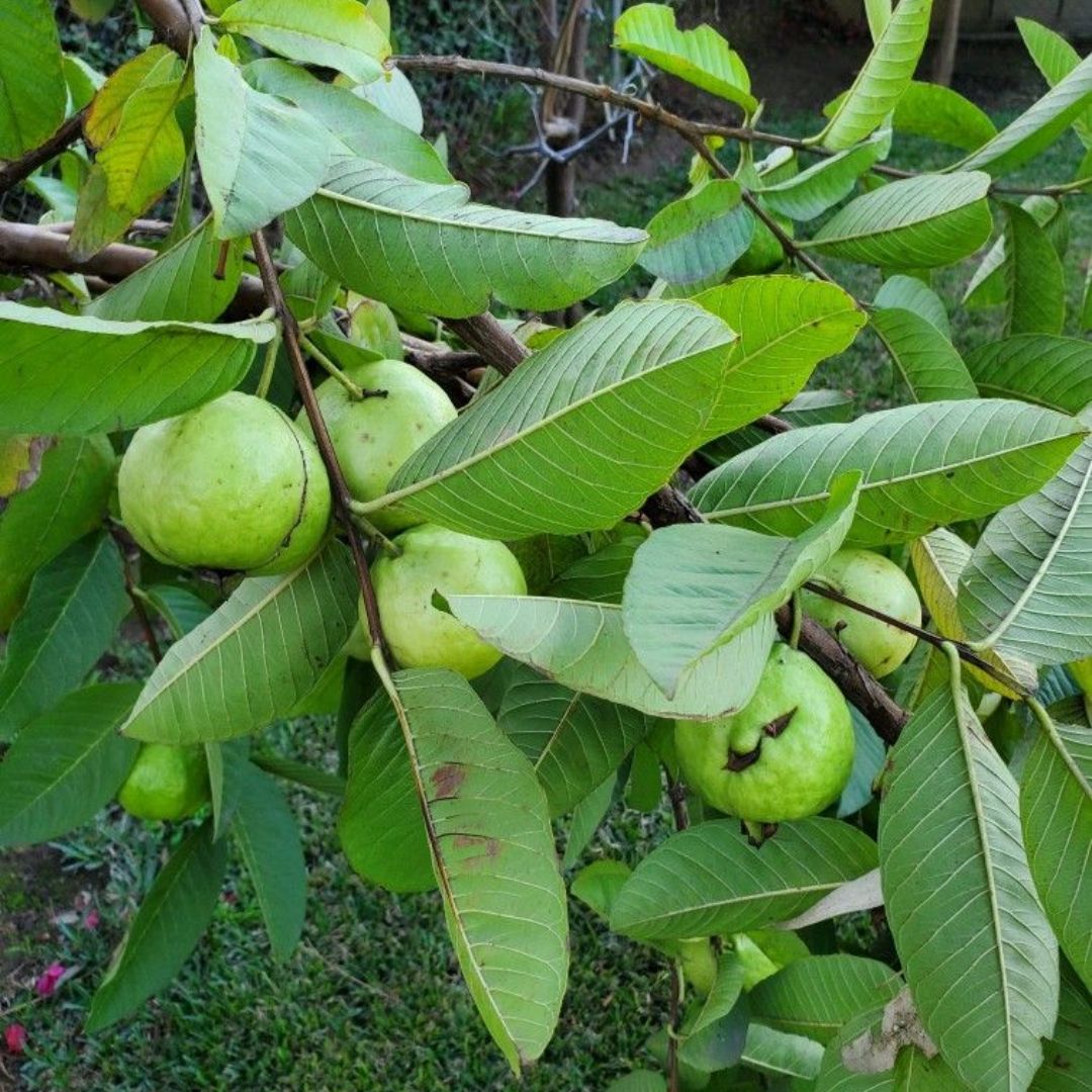 Guava Fruit Plant Care | Tips for Better Growth