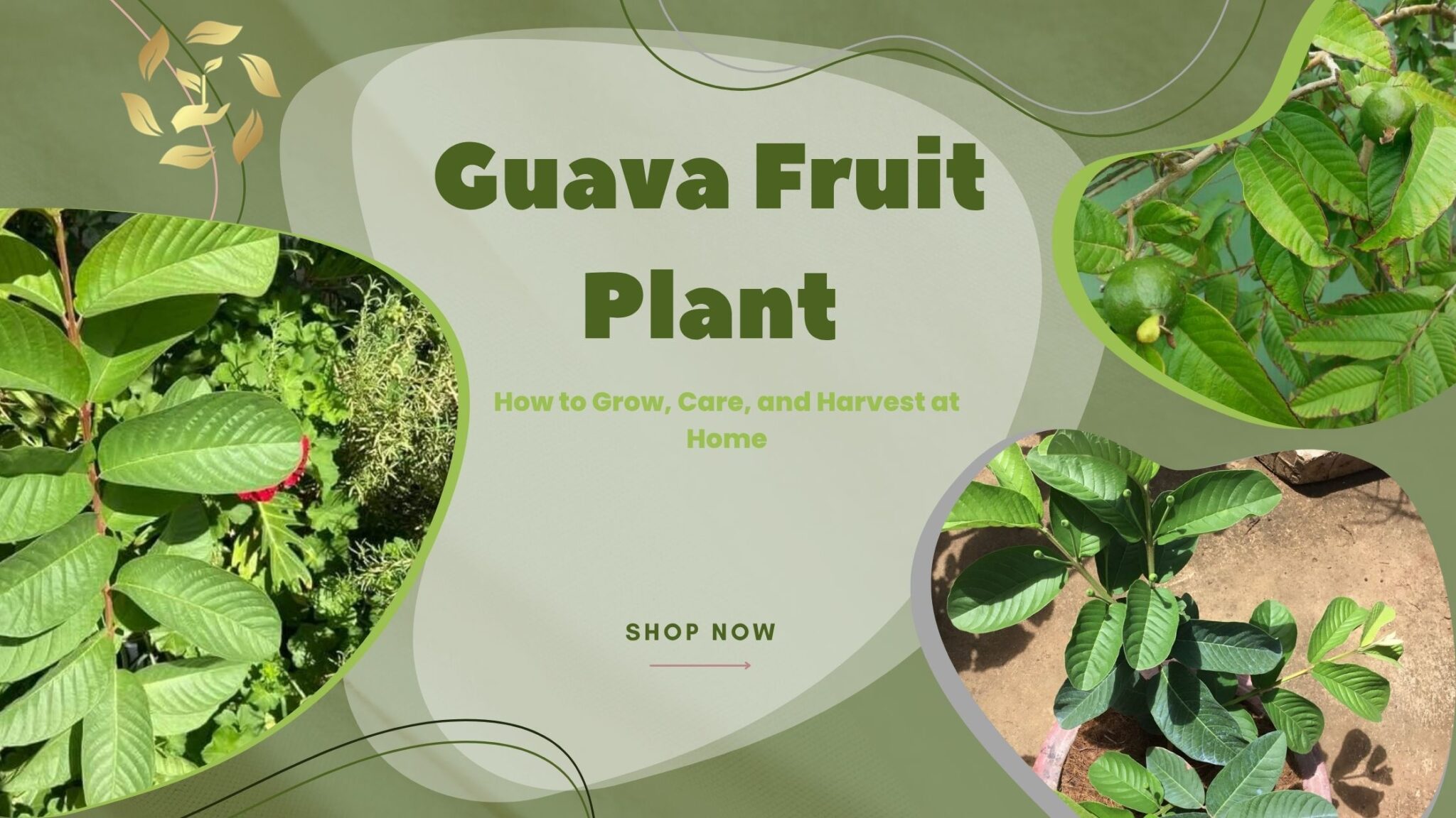 Guava Fruit Plant Care | Tips for Better Growth