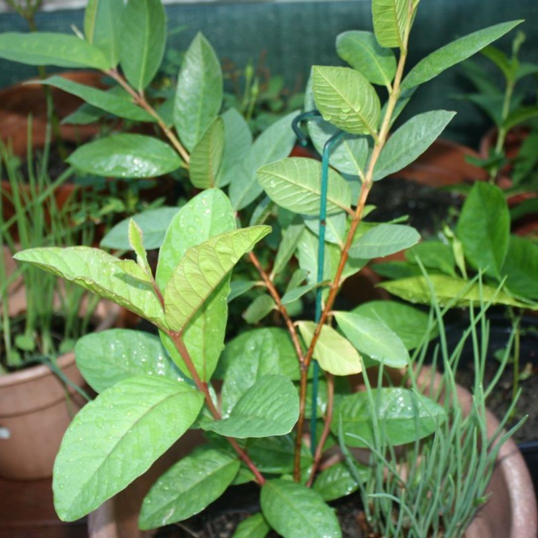 Guava Fruit Plant Care | Tips for Better Growth