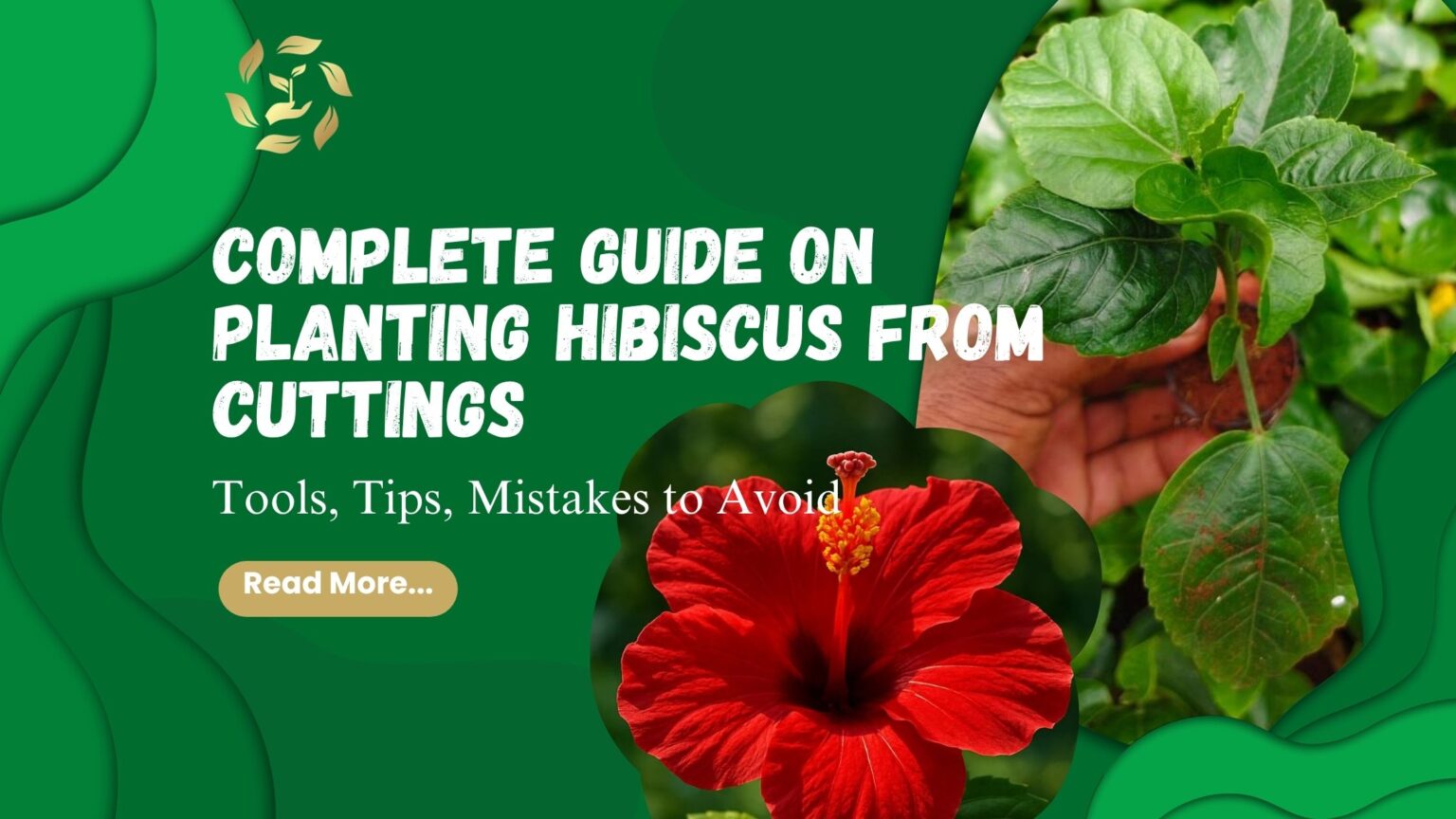 How to Plant Hibiscus From Cuttings: Easy Home Guide