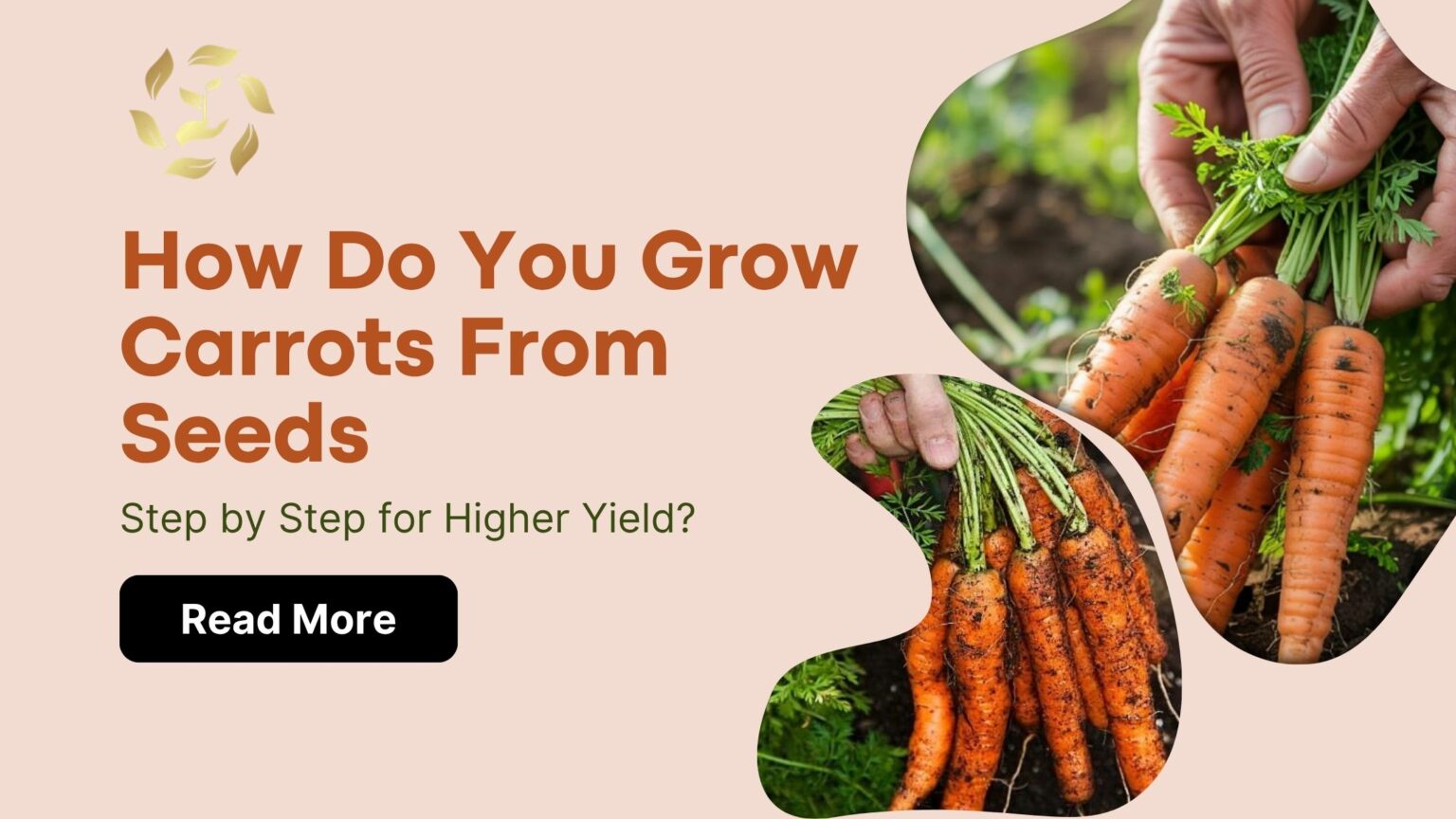 How to Grow Carrots From Seeds | Easy Home Tips