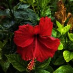 How to Plant Hibiscus From Cuttings: Easy Home Guide