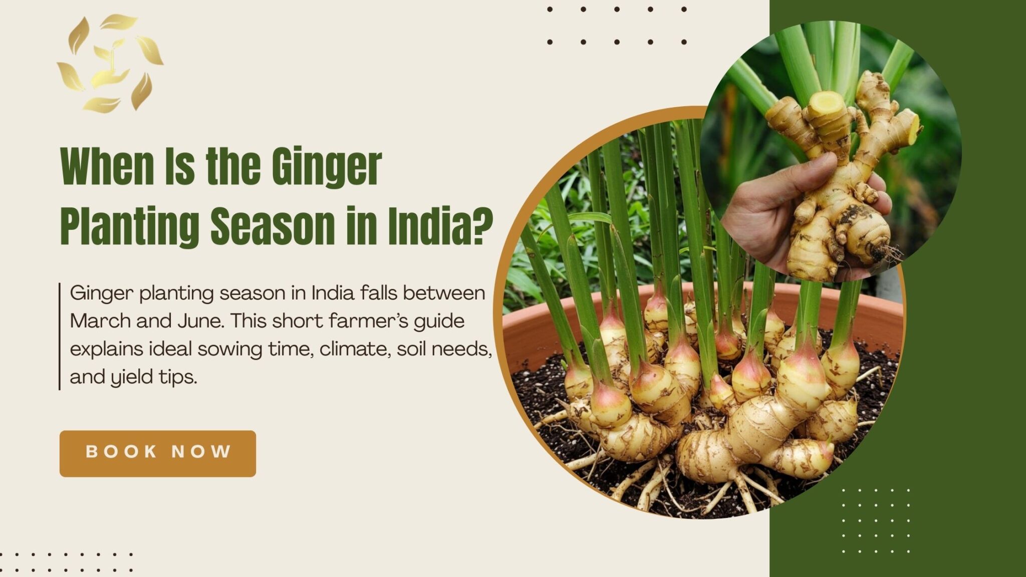 Ginger Planting Season in India: Best Time & Tips