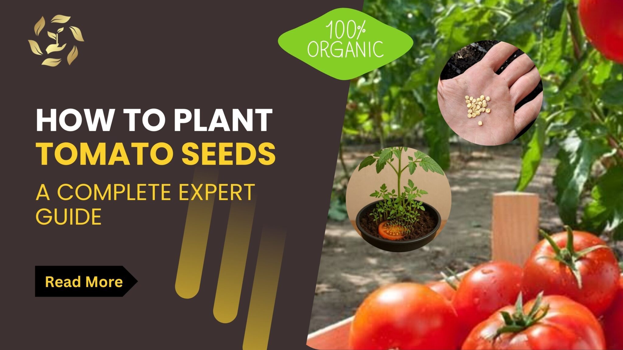 How to Grow Healthy Tomato Plants from Seeds